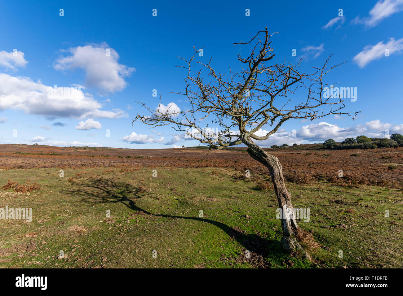 Dead tree in heathland hi-res stock photography and images - Alamy