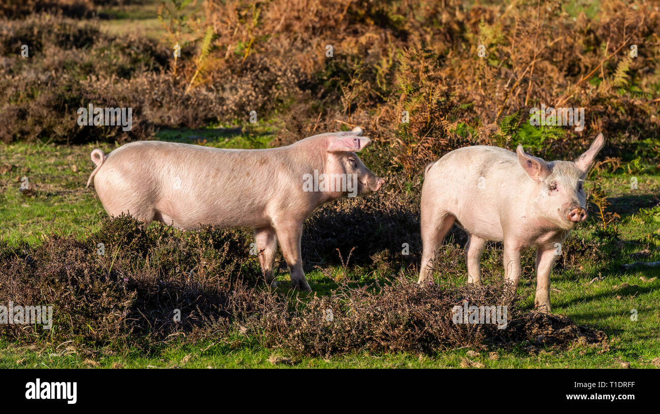 Domestic pigs new forest hi-res stock photography and images - Alamy