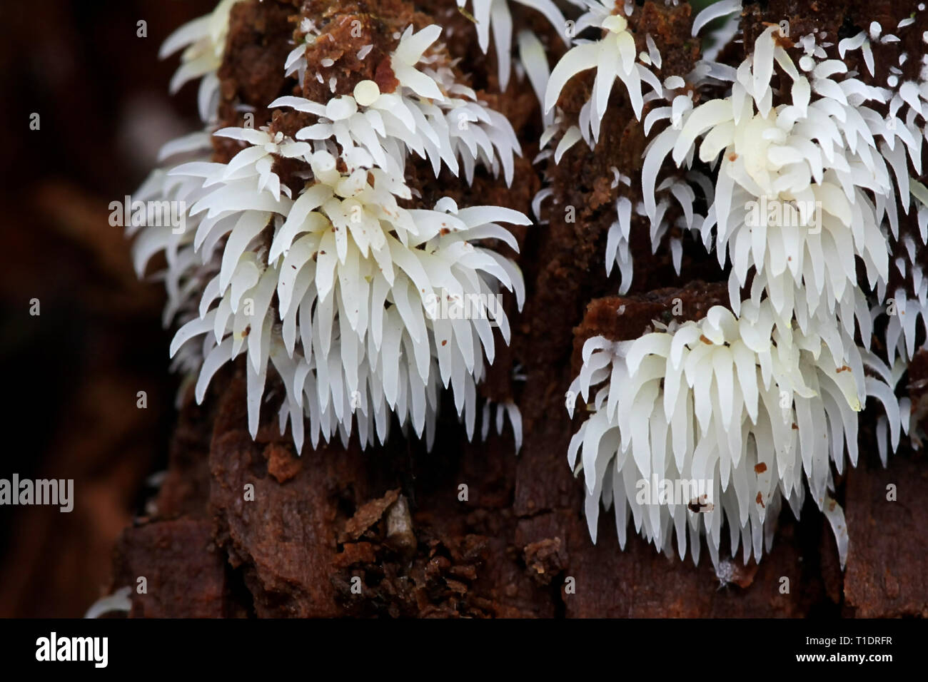Icicle fungus, Mucronella bresadolae, wild fungus from Finland Stock ...