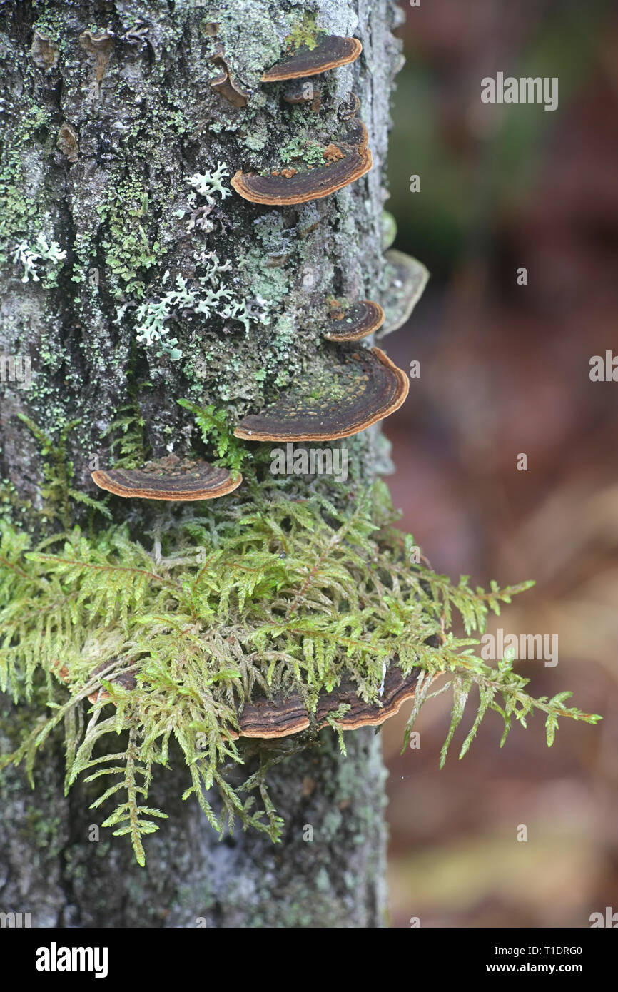 Willow bracket fungus, Phellinopsis conchata Stock Photo - Alamy