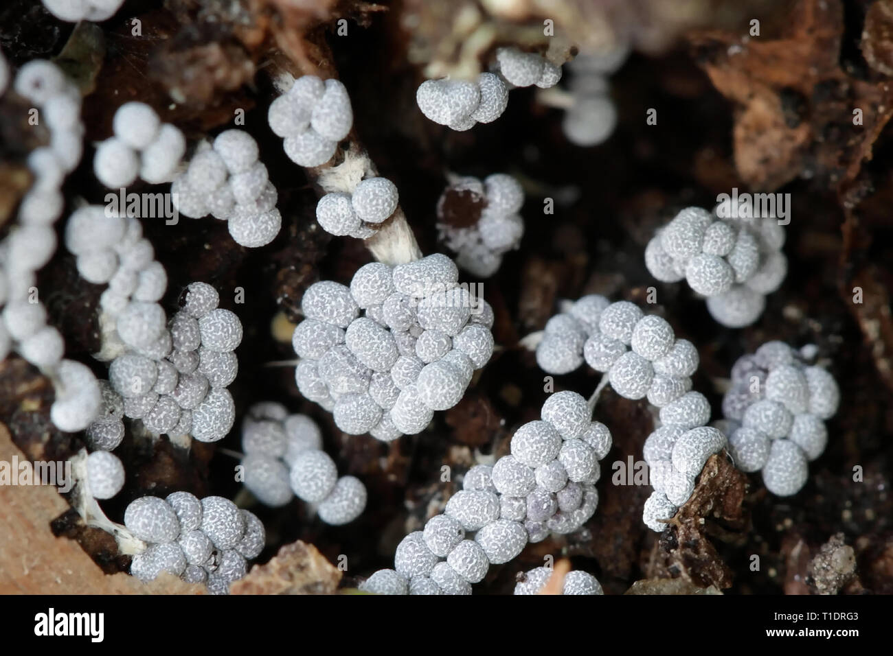 Yellow slime mold, Badhamia utricularis, a fresh specimen from Finland ...