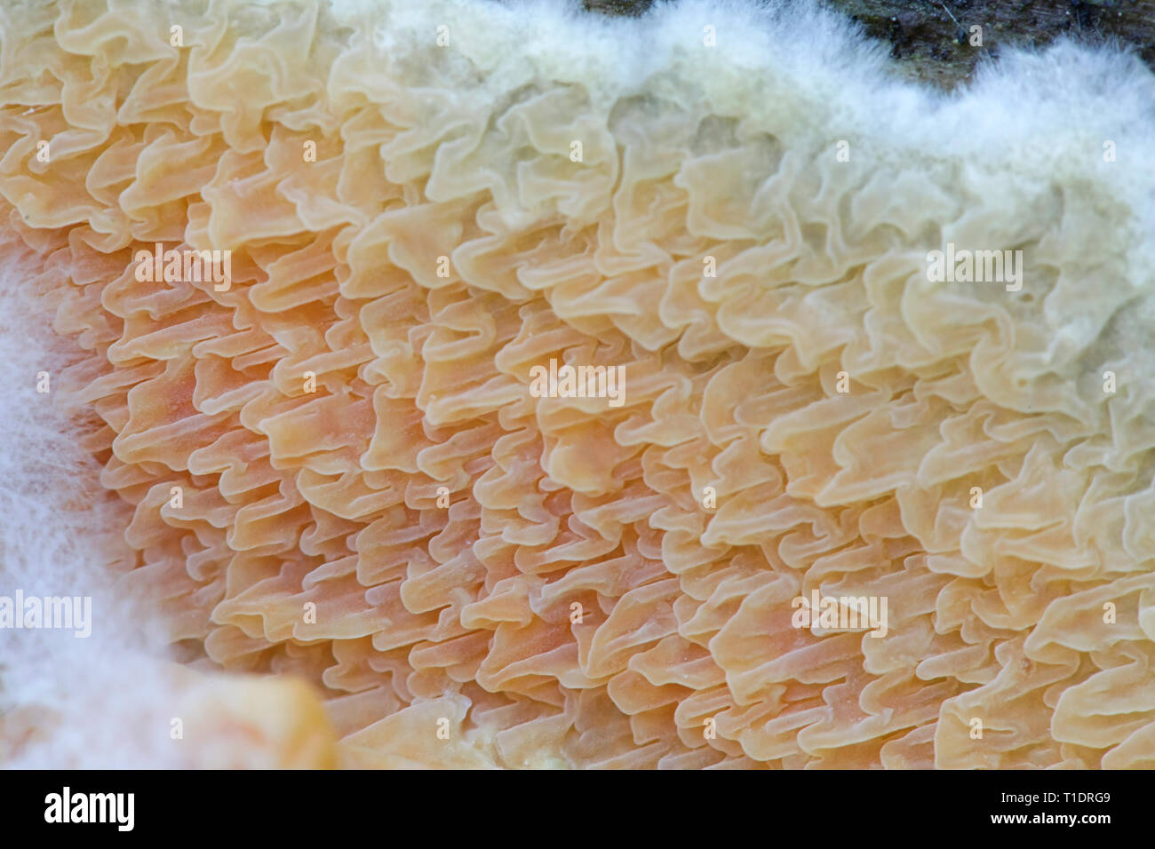 Warped orange crust fungus, Leucogyrophana mollusca Stock Photo - Alamy