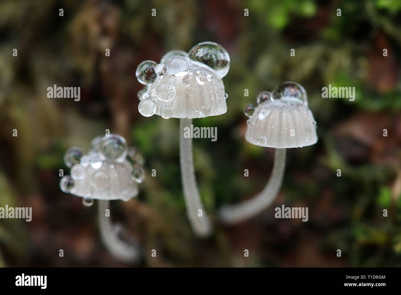 Water bonnet hi-res stock photography and images - Alamy