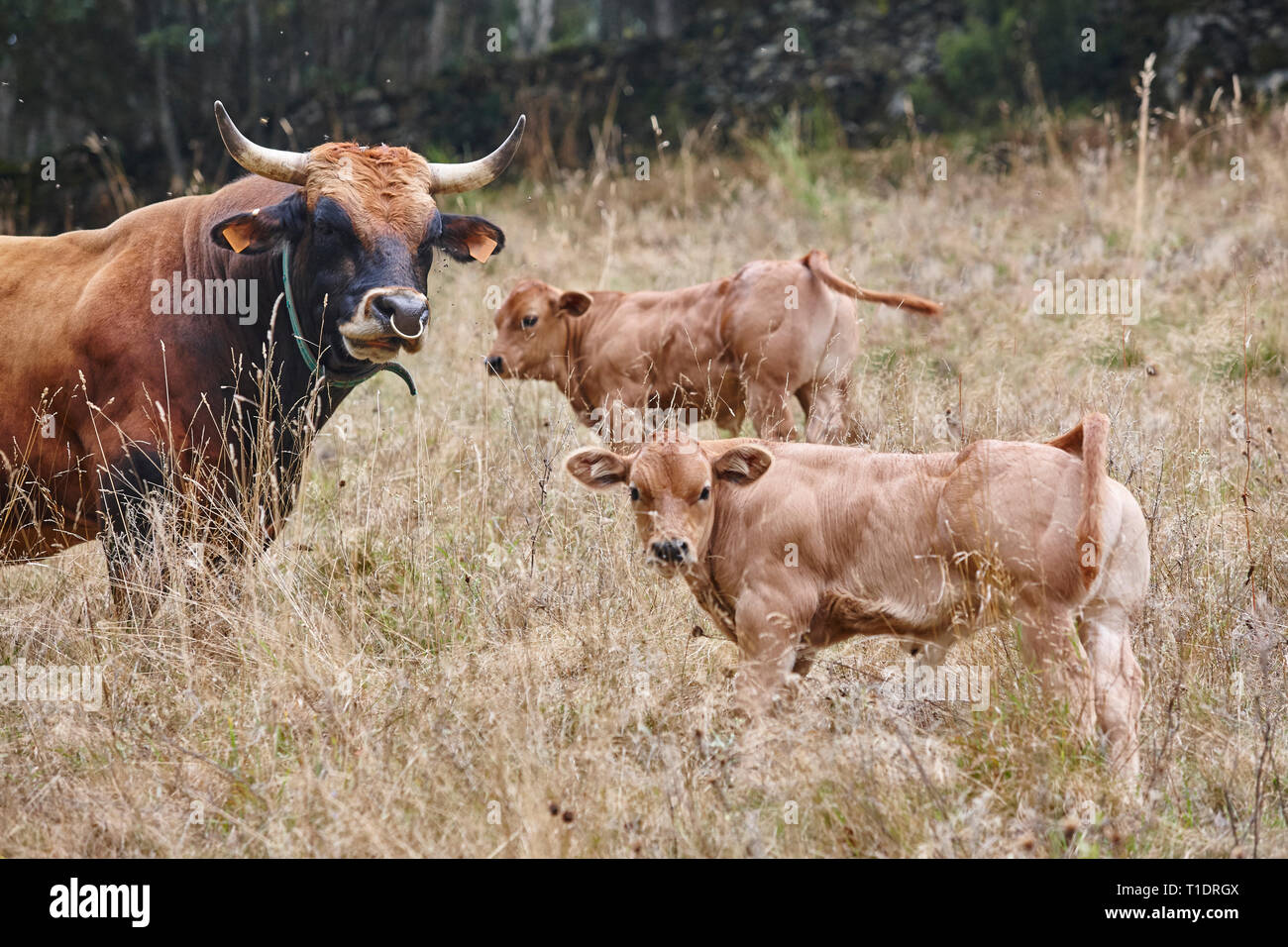 Bull and calves in the countryside. Cattle, livestock. Mammal Stock ...