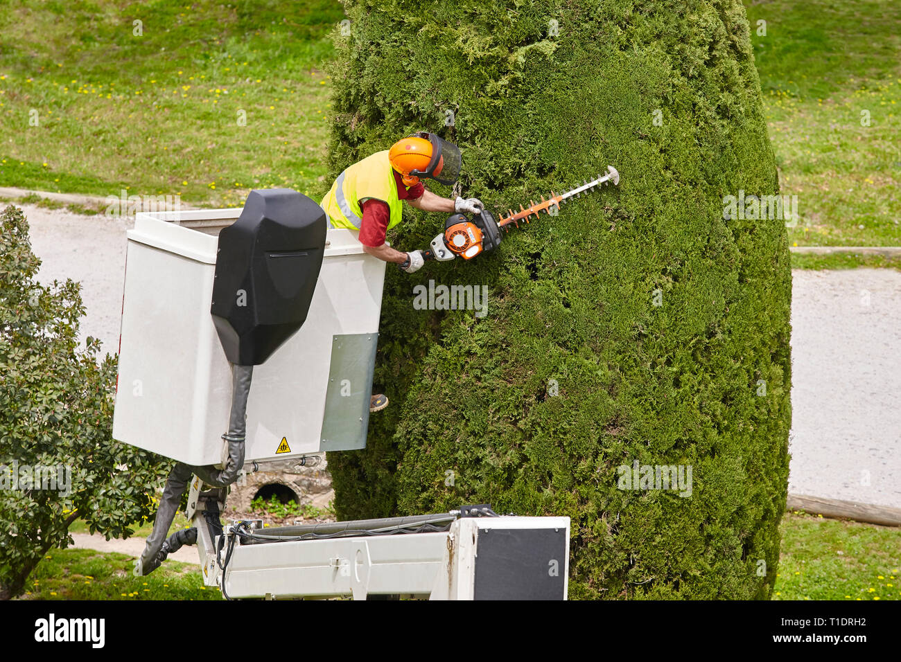 Equipped worker pruning a tree on a crane. Gardening works Stock Photo ...