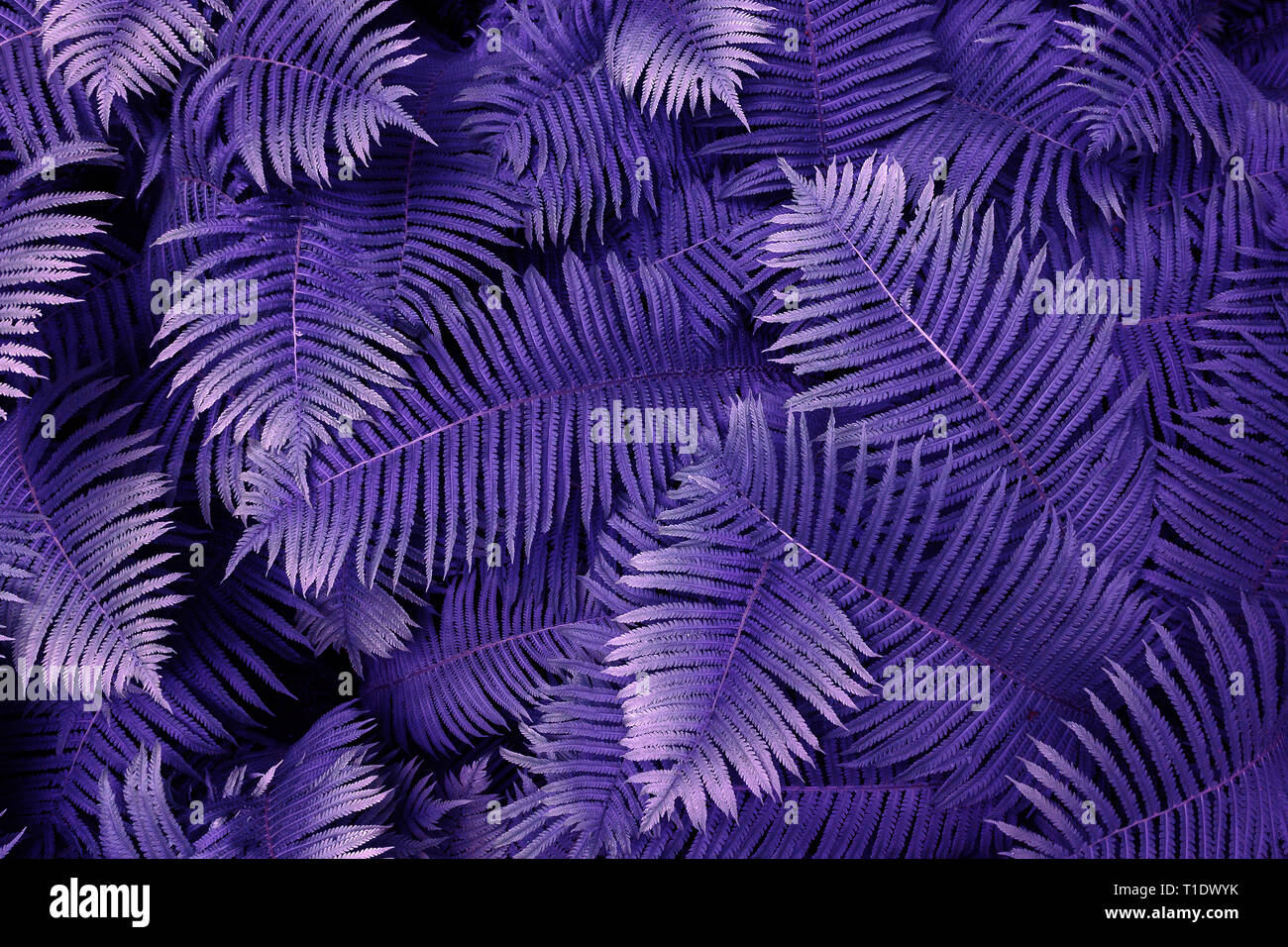 Purple leafs of fern with raindrops in tropical. Top view. Flat lay ...