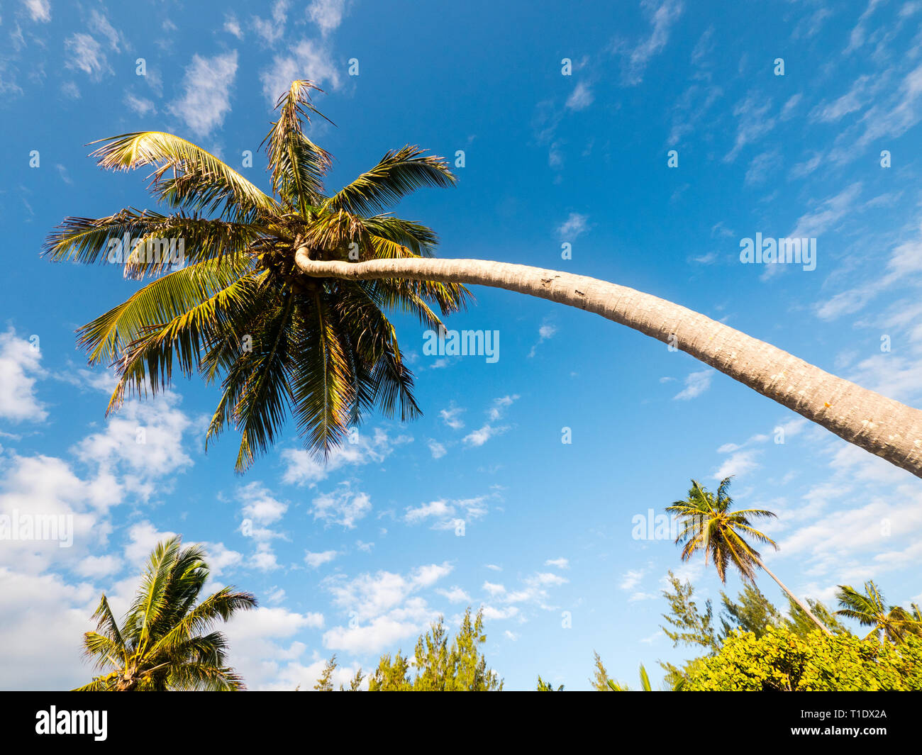 Dramatic Landscape Photograph of Beautiful Palm Tree, Bahamas Islands ...