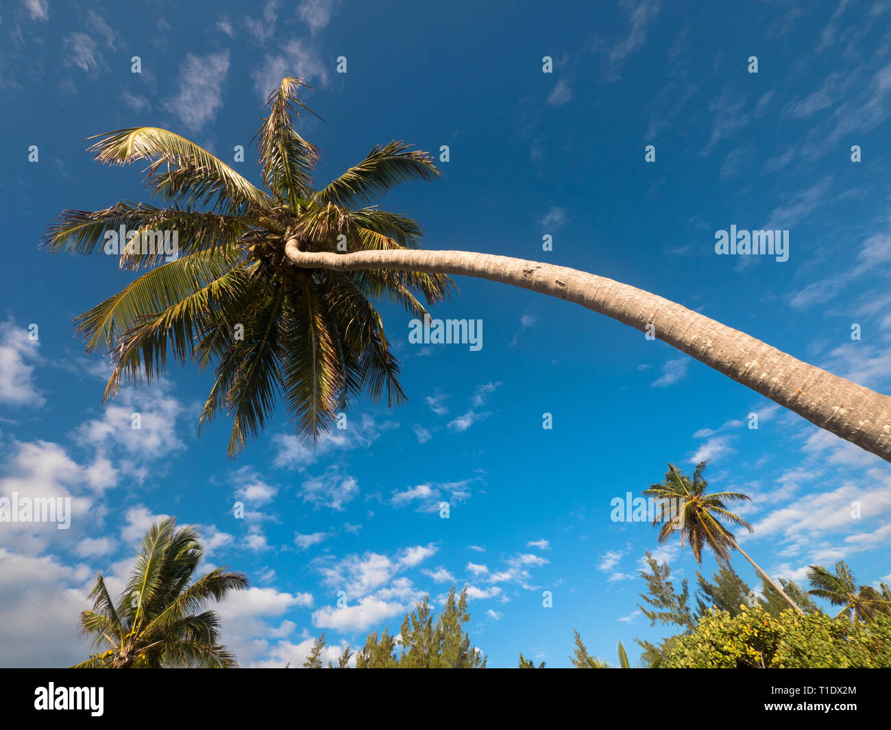 Dramatic Landscape Photograph of Beautiful Palm Tree, Bahamas Islands ...