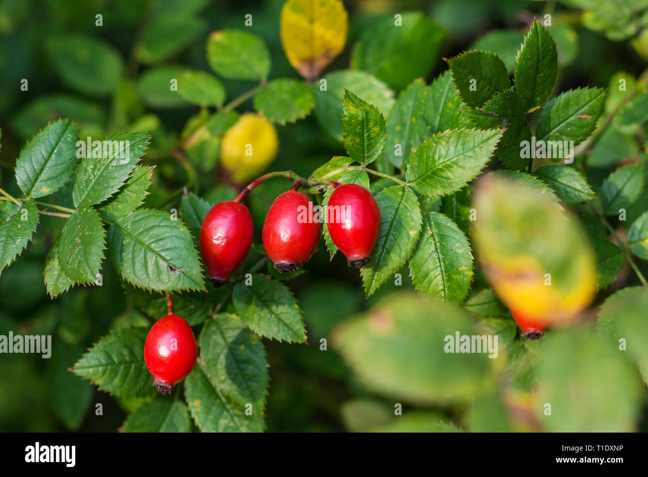 Rose hip tree hi-res stock photography and images - Alamy