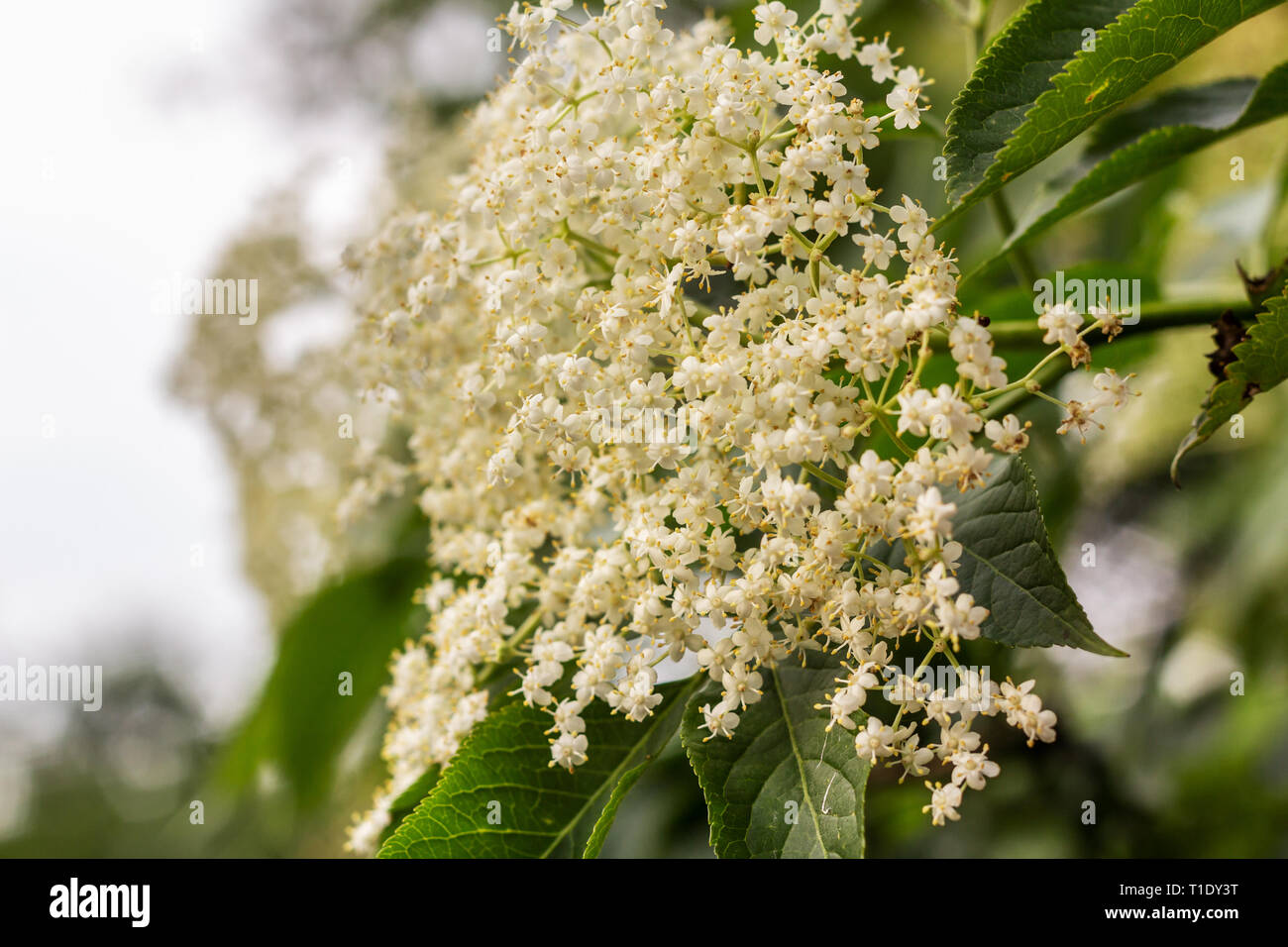 Elder tree spring hi-res stock photography and images - Alamy