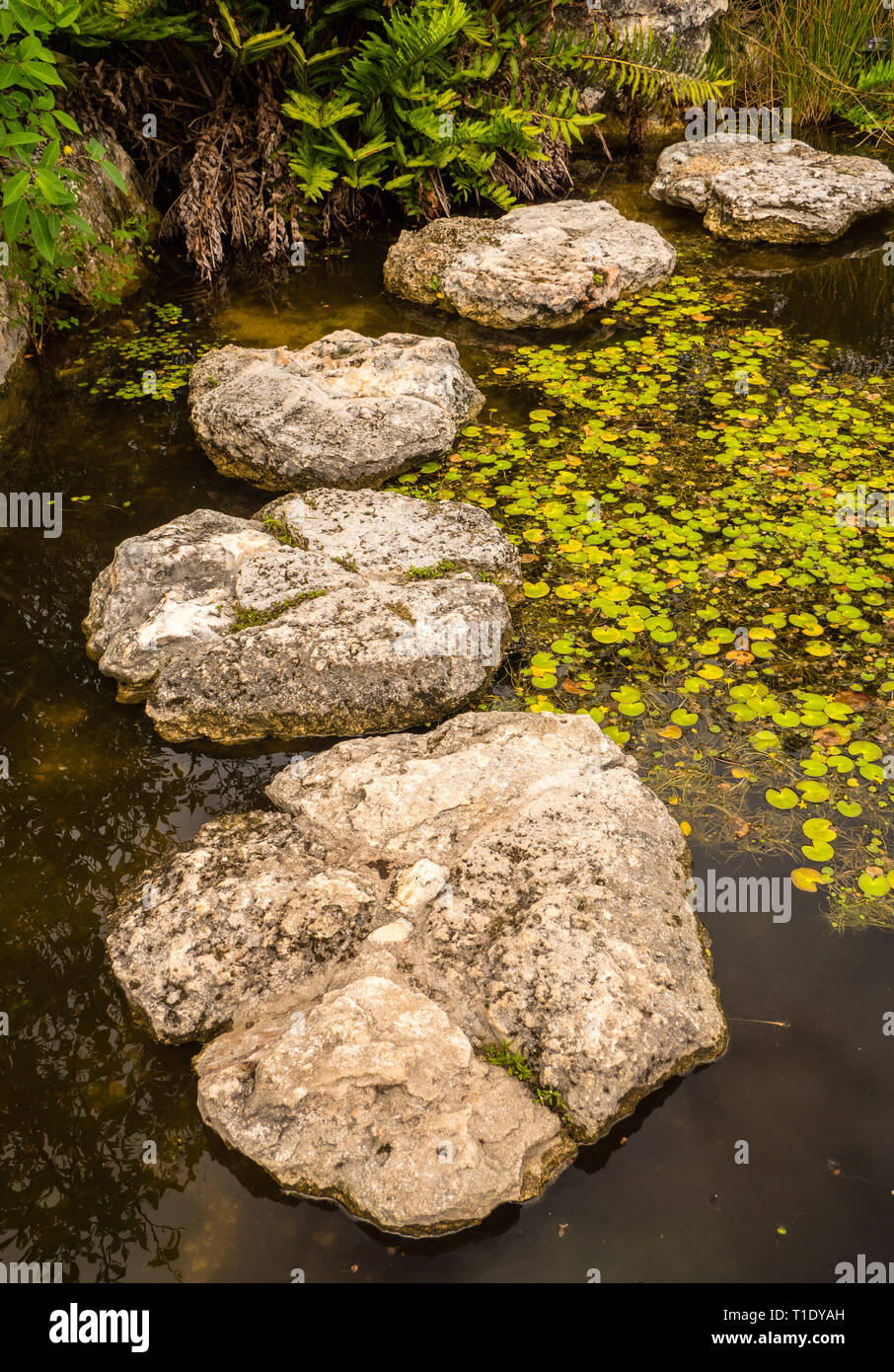 Fine Art Landscape Pool And Rocks, Leon Levy Native Plant Preserve ...