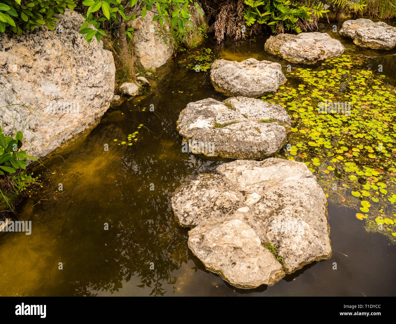 Fine Art Landscape Pool And Rocks, Leon Levy Native Plant Preserve ...