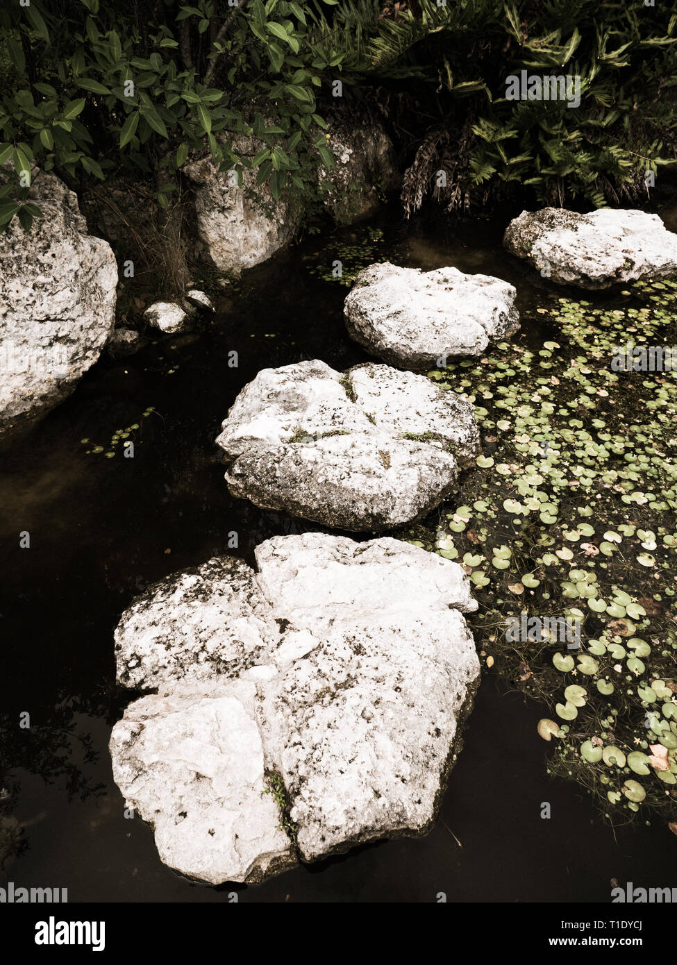 Fine Art Landscape Pool And Rocks, Leon Levy Native Plant Preserve ...