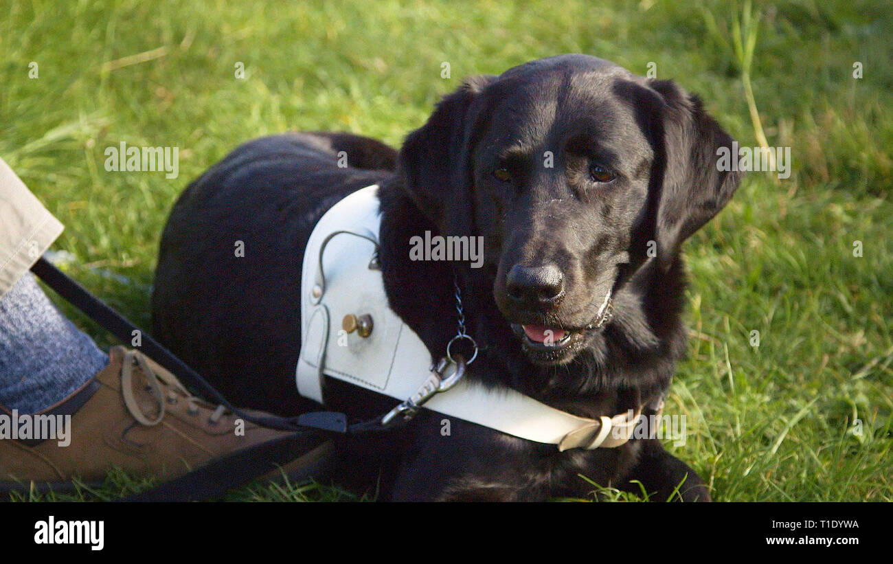 BUDDY, Missy (guide dog), 2018. © Amstelfilm / courtesy Everett ...