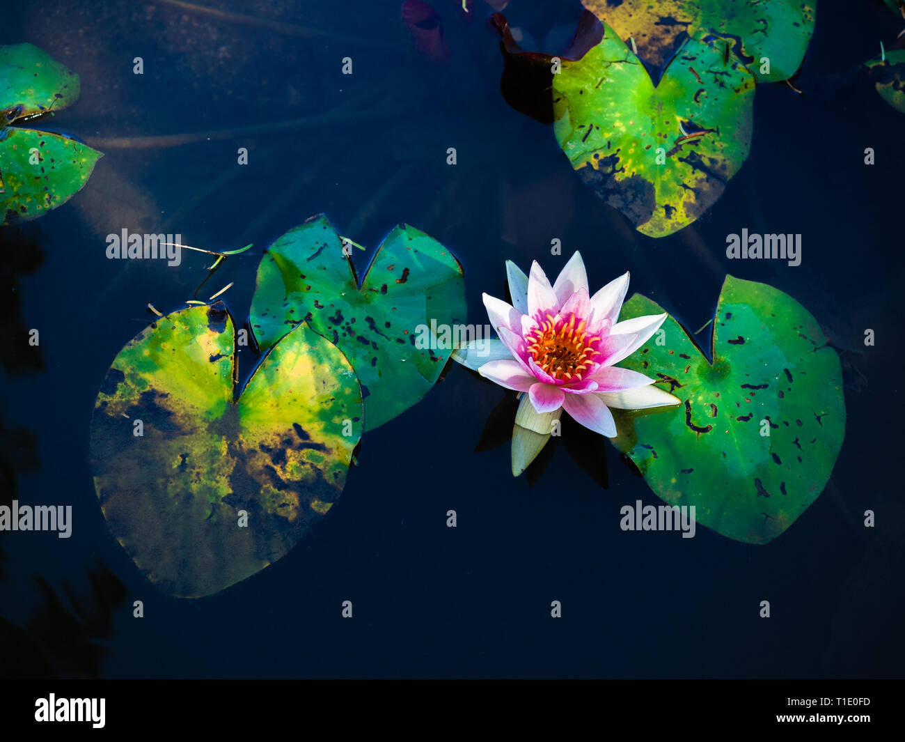 Detail view of a pink water lily Stock Photo - Alamy
