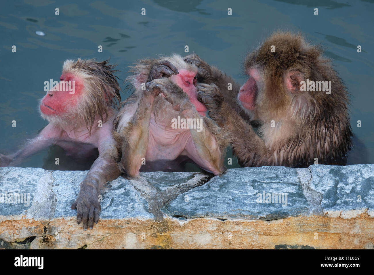 Monkey Onsen in Hakodate, Hokkaido, Japan Stock Photo - Alamy