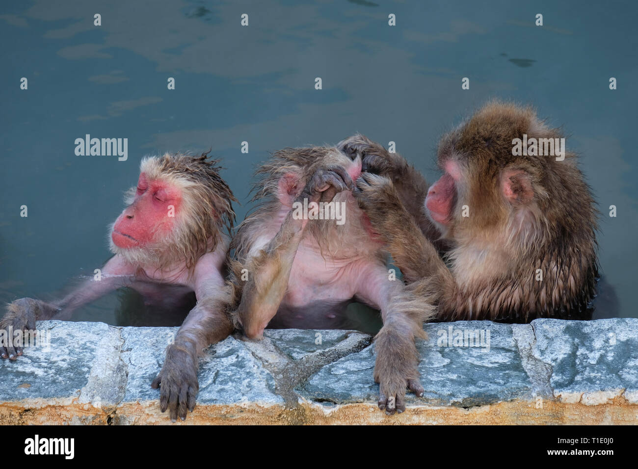 Monkey Onsen in Hakodate, Hokkaido, Japan Stock Photo - Alamy