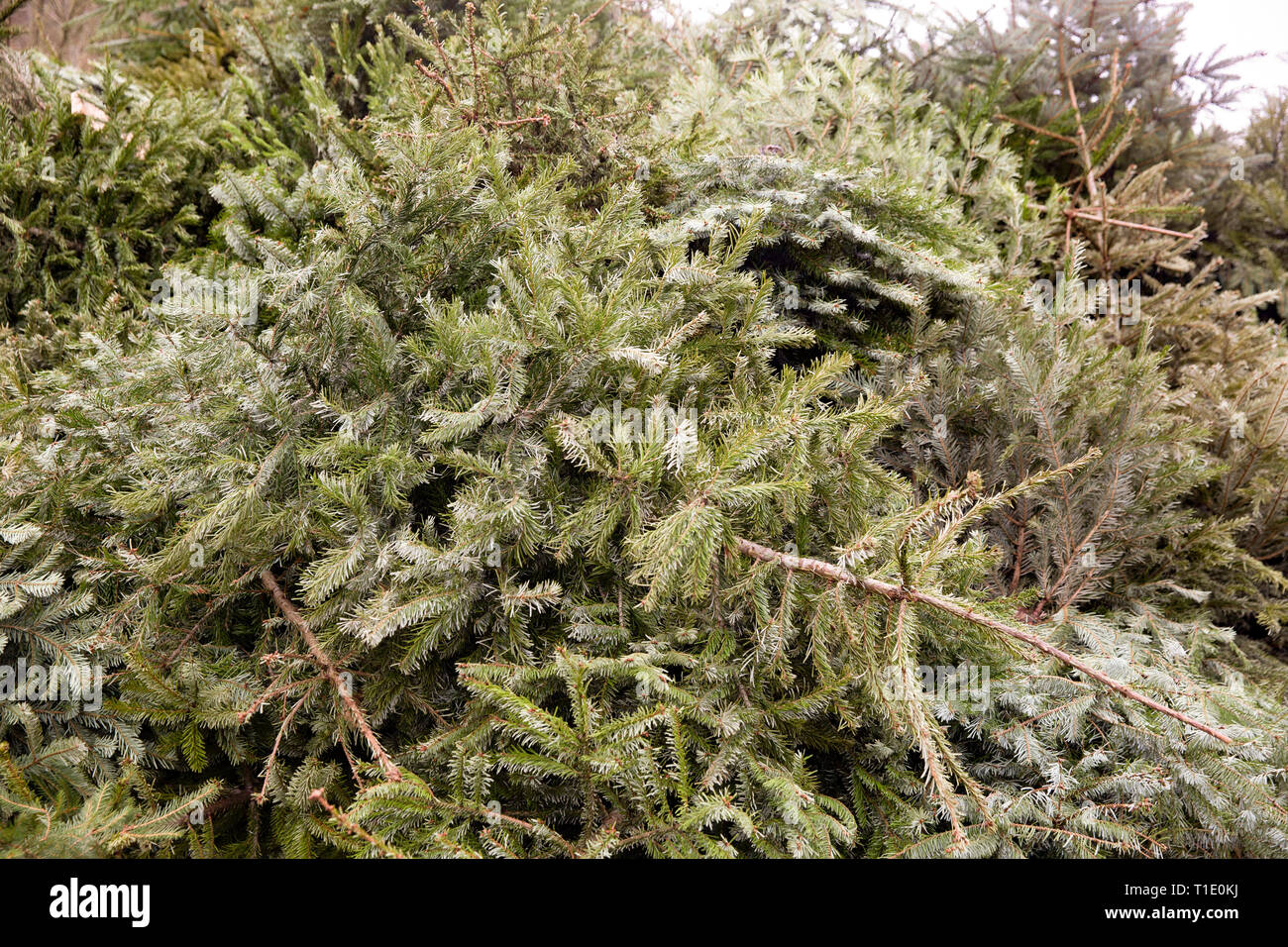 Dumped christmas trees hi-res stock photography and images - Alamy