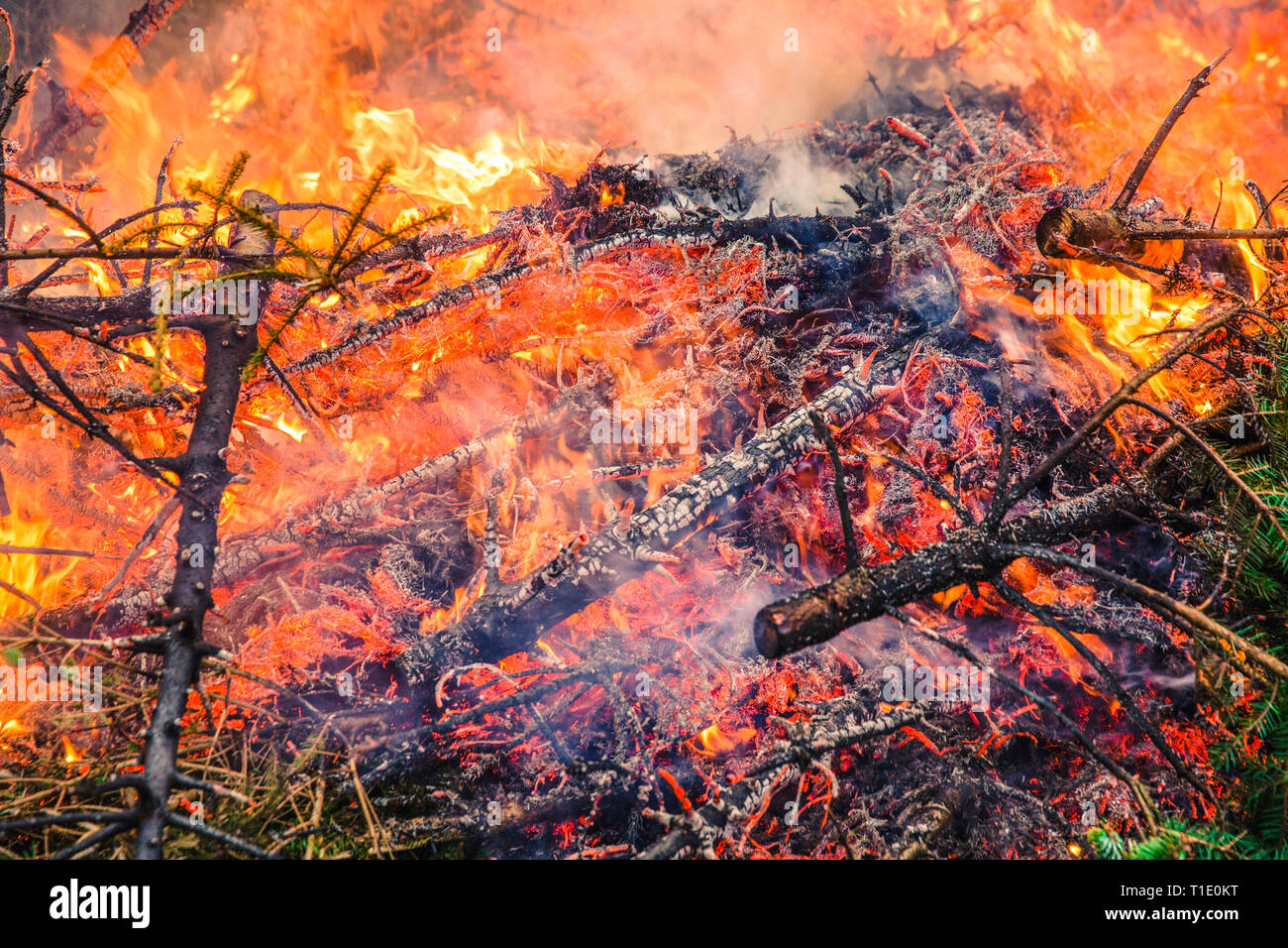 Full Frame of natural wild Fire Flames in Detail Stock Photo - Alamy