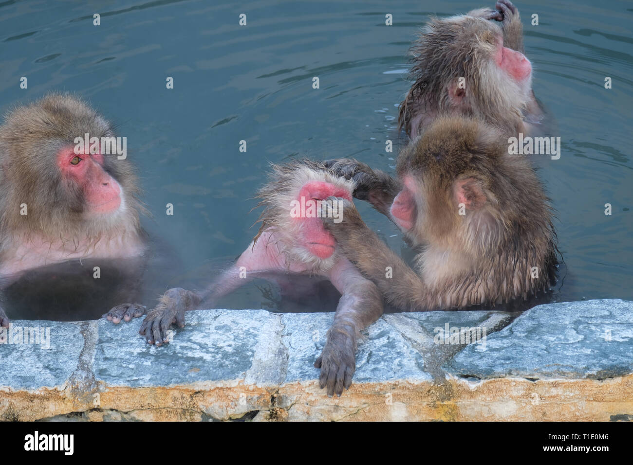 Monkey Onsen in Hakodate, Hokkaido, Japan Stock Photo - Alamy