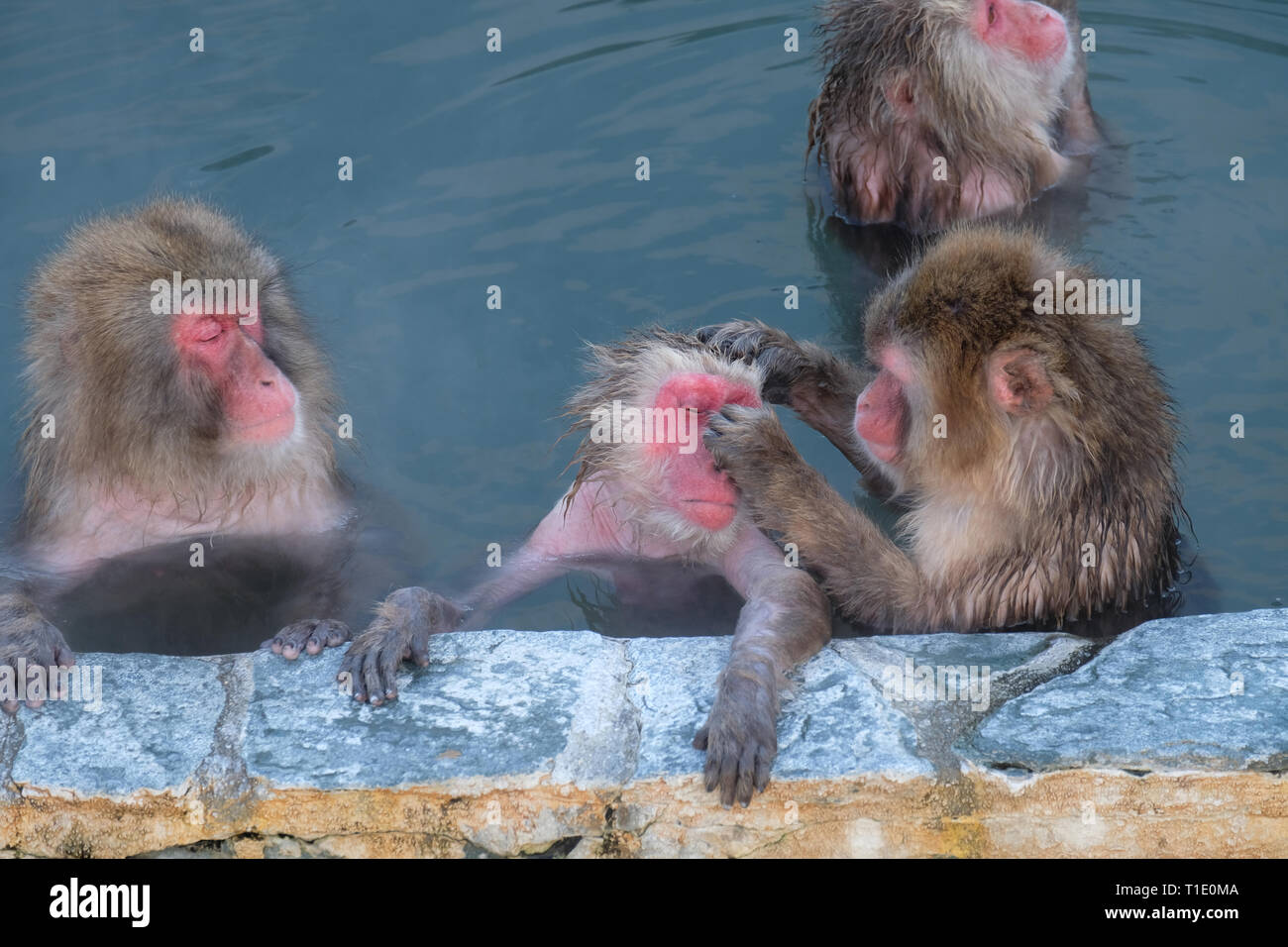 Monkey Onsen in Hakodate, Hokkaido, Japan Stock Photo - Alamy