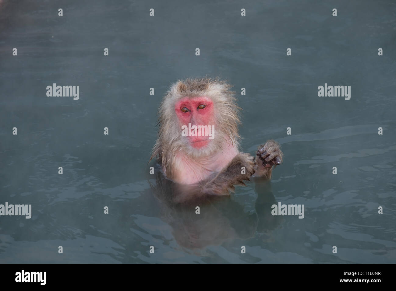 Monkey Onsen in Hakodate, Hokkaido, Japan Stock Photo - Alamy