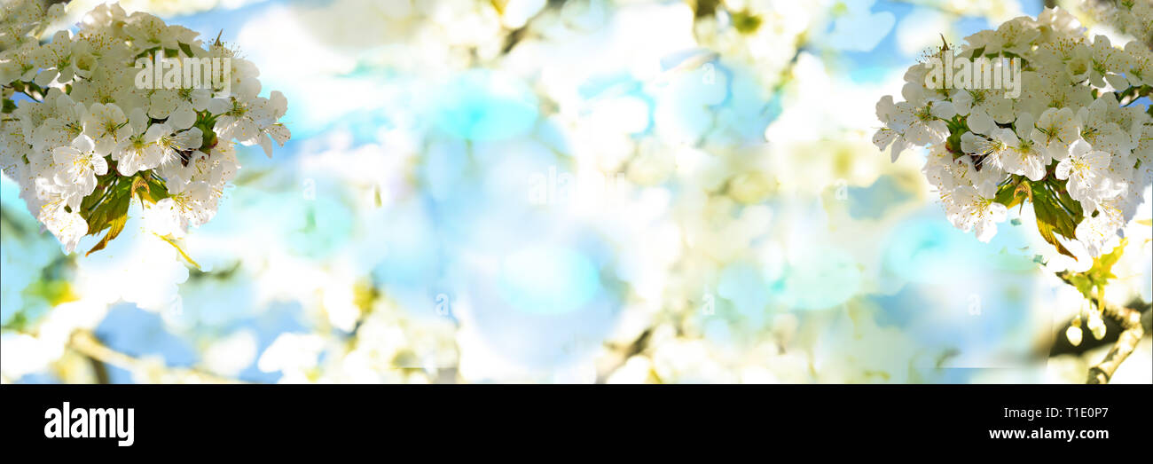 Beautiful soften Cherry Blossom panorama with bokeh as Background Stock ...