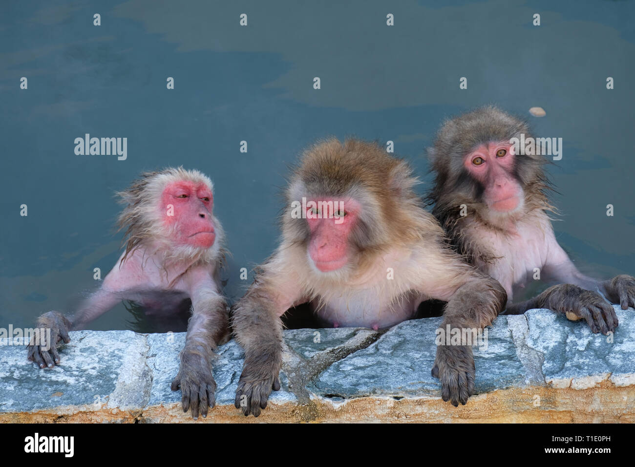 Monkey Onsen in Hakodate, Hokkaido, Japan Stock Photo - Alamy