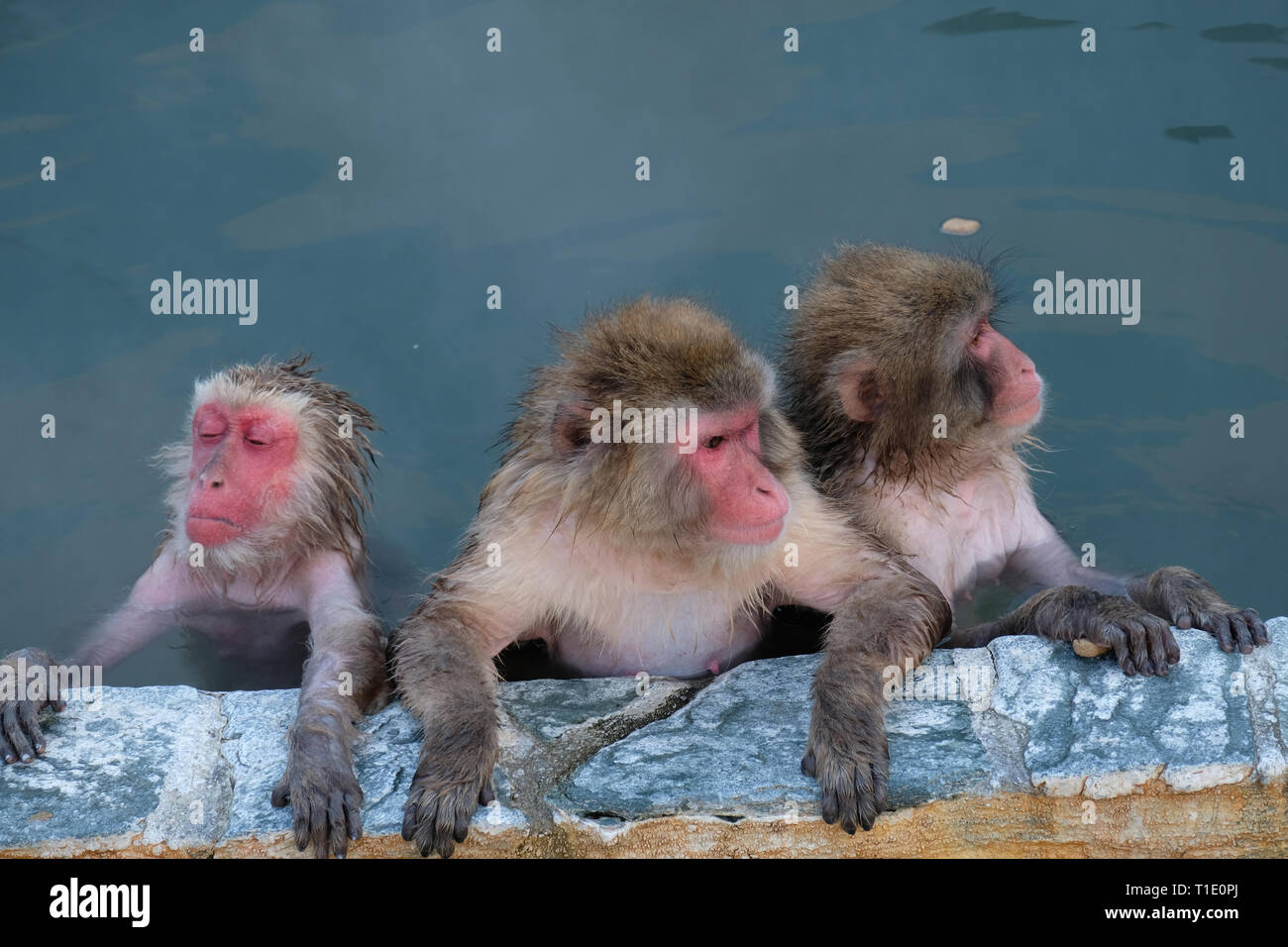 Monkey Onsen in Hakodate, Hokkaido, Japan Stock Photo - Alamy