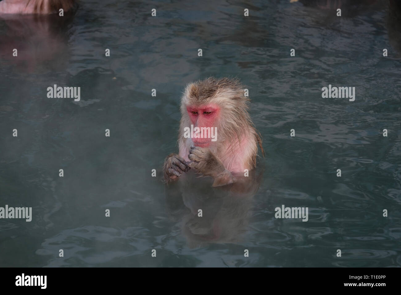 Monkey Onsen in Hakodate, Hokkaido, Japan Stock Photo - Alamy