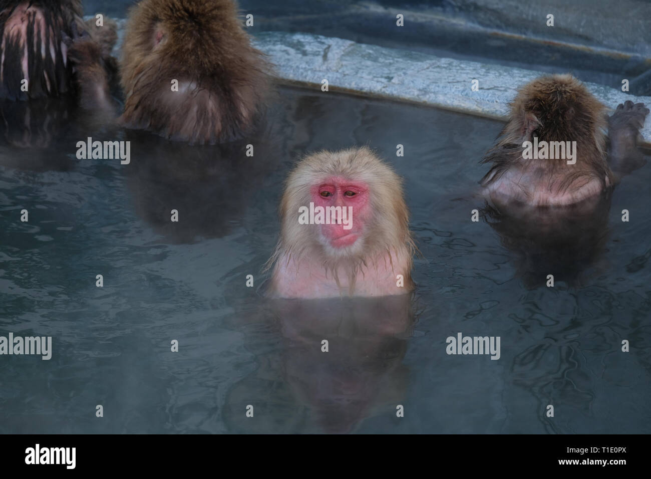Monkey Onsen in Hakodate, Hokkaido, Japan Stock Photo - Alamy