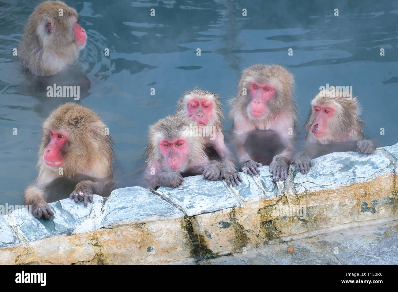 Monkey Onsen in Hakodate, Hokkaido, Japan Stock Photo - Alamy