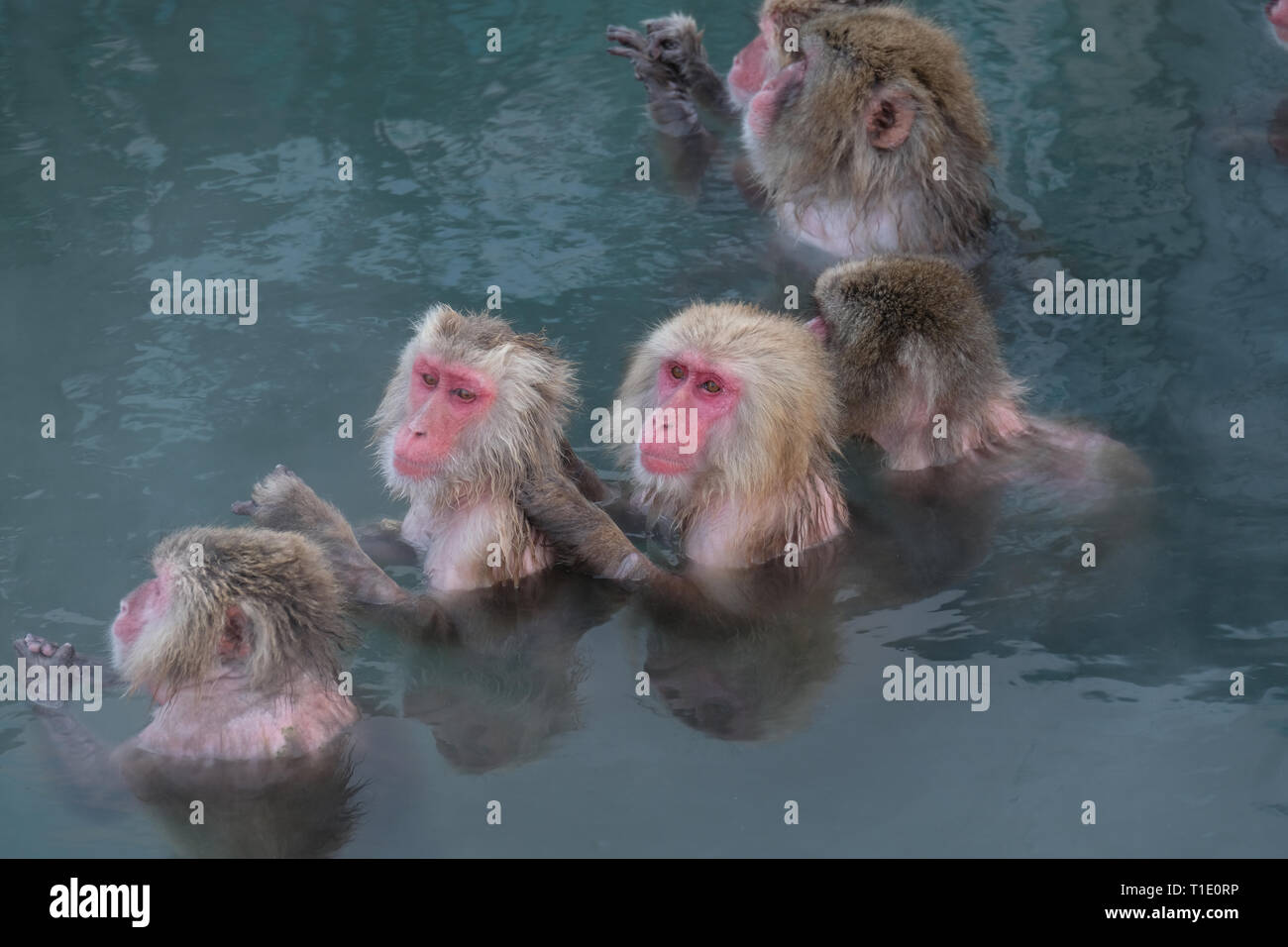 Monkey Onsen in Hakodate, Hokkaido, Japan Stock Photo - Alamy