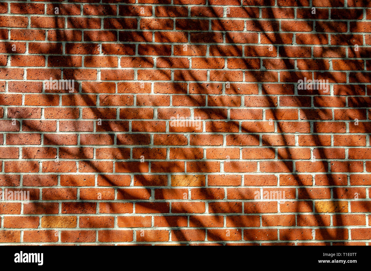 Tree textures hi-res stock photography and images - Alamy