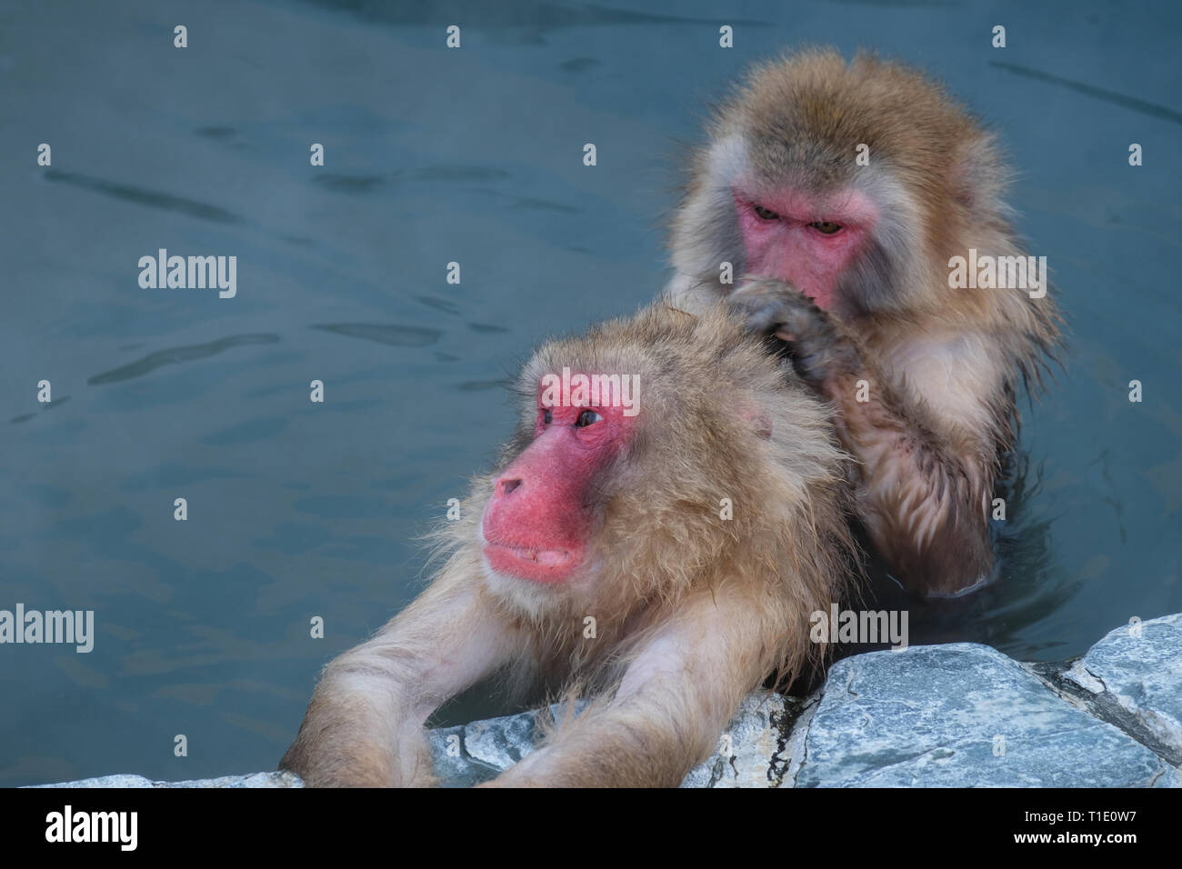 Monkey Onsen in Hakodate, Hokkaido, Japan Stock Photo - Alamy