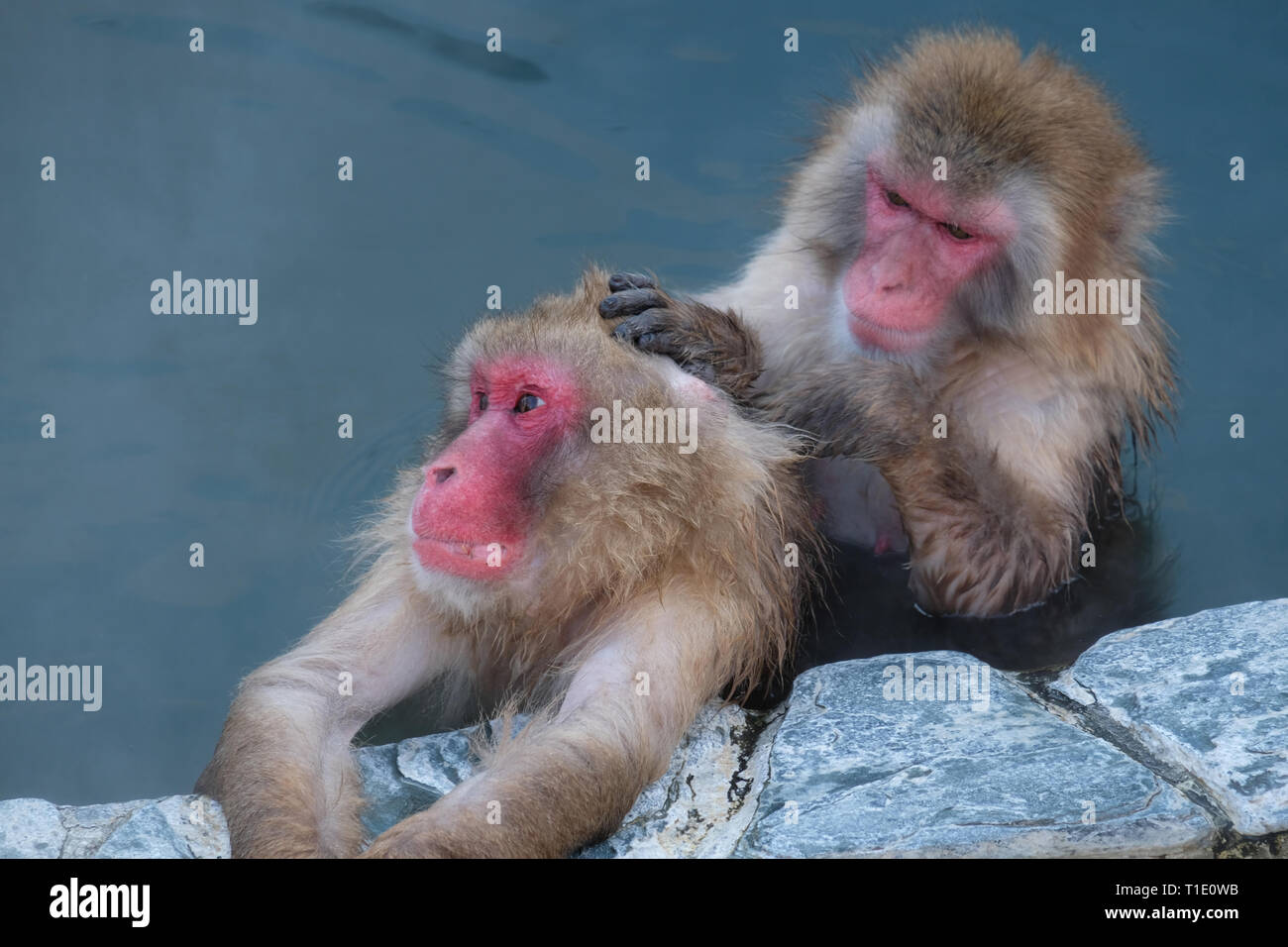 Monkey Onsen in Hakodate, Hokkaido, Japan Stock Photo - Alamy