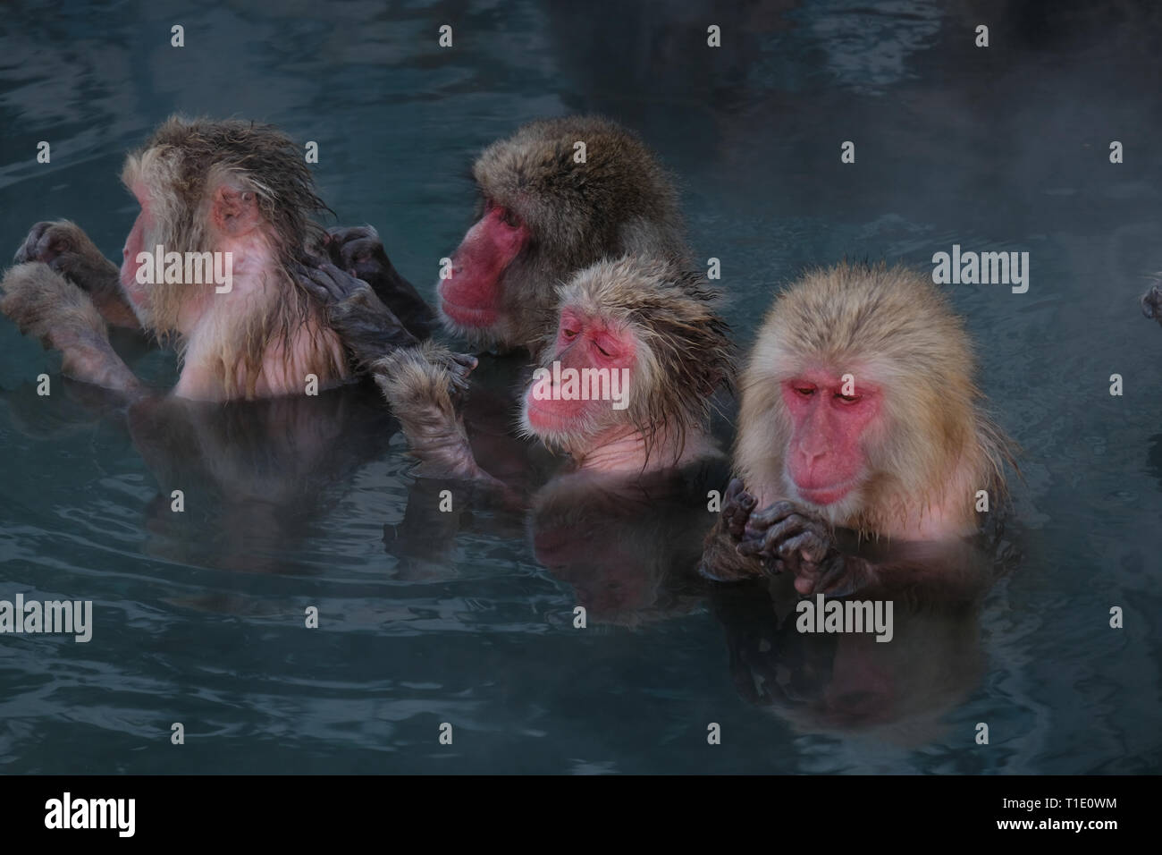 Monkey Onsen in Hakodate, Hokkaido, Japan Stock Photo - Alamy