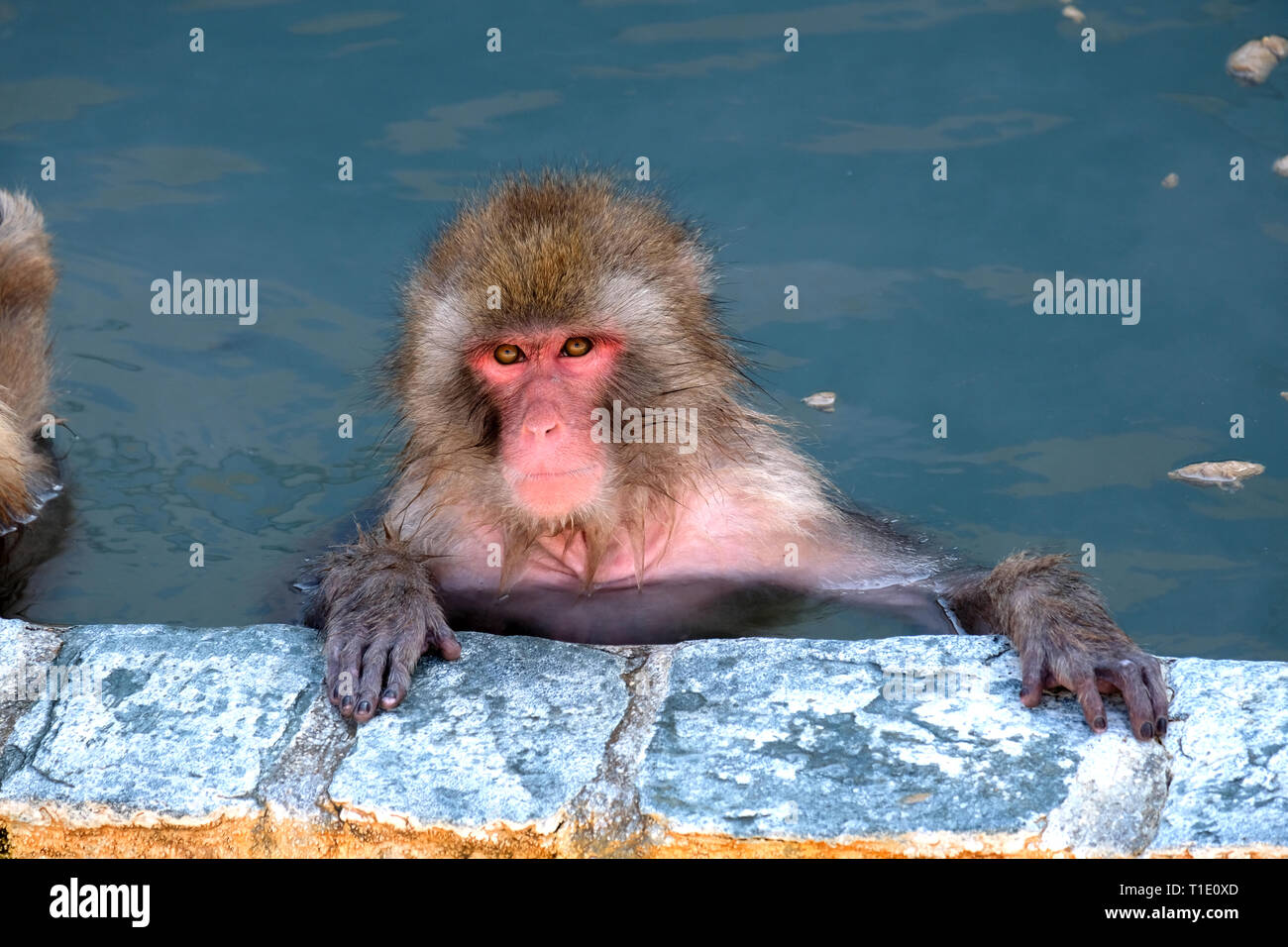 Monkey Onsen in Hakodate, Hokkaido, Japan Stock Photo - Alamy