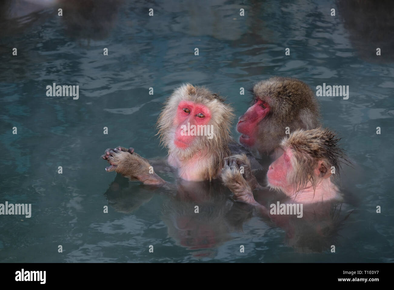 Monkey Onsen in Hakodate, Hokkaido, Japan Stock Photo - Alamy