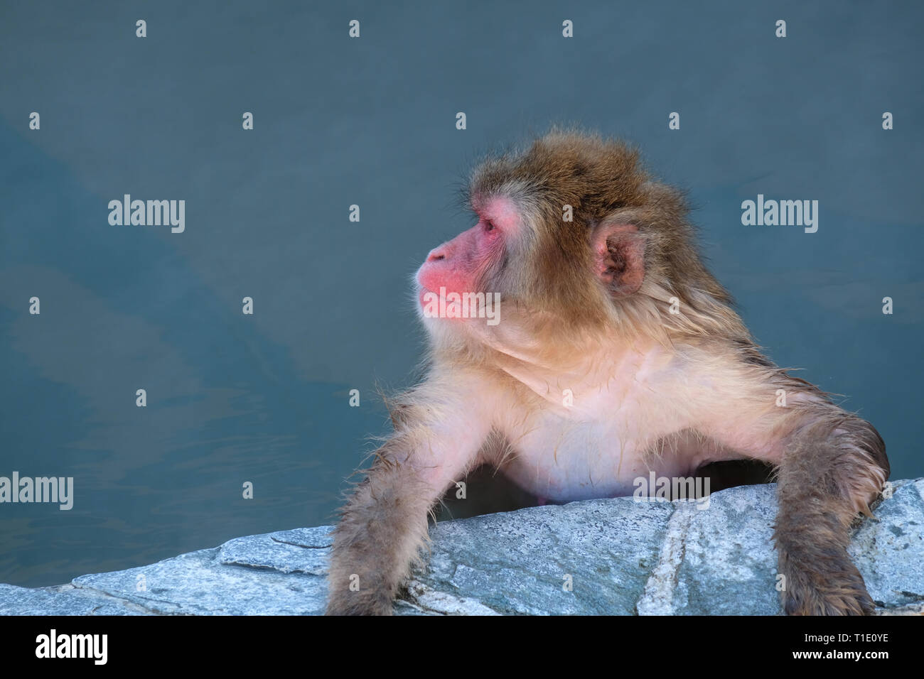 Monkey Onsen in Hakodate, Hokkaido, Japan Stock Photo - Alamy