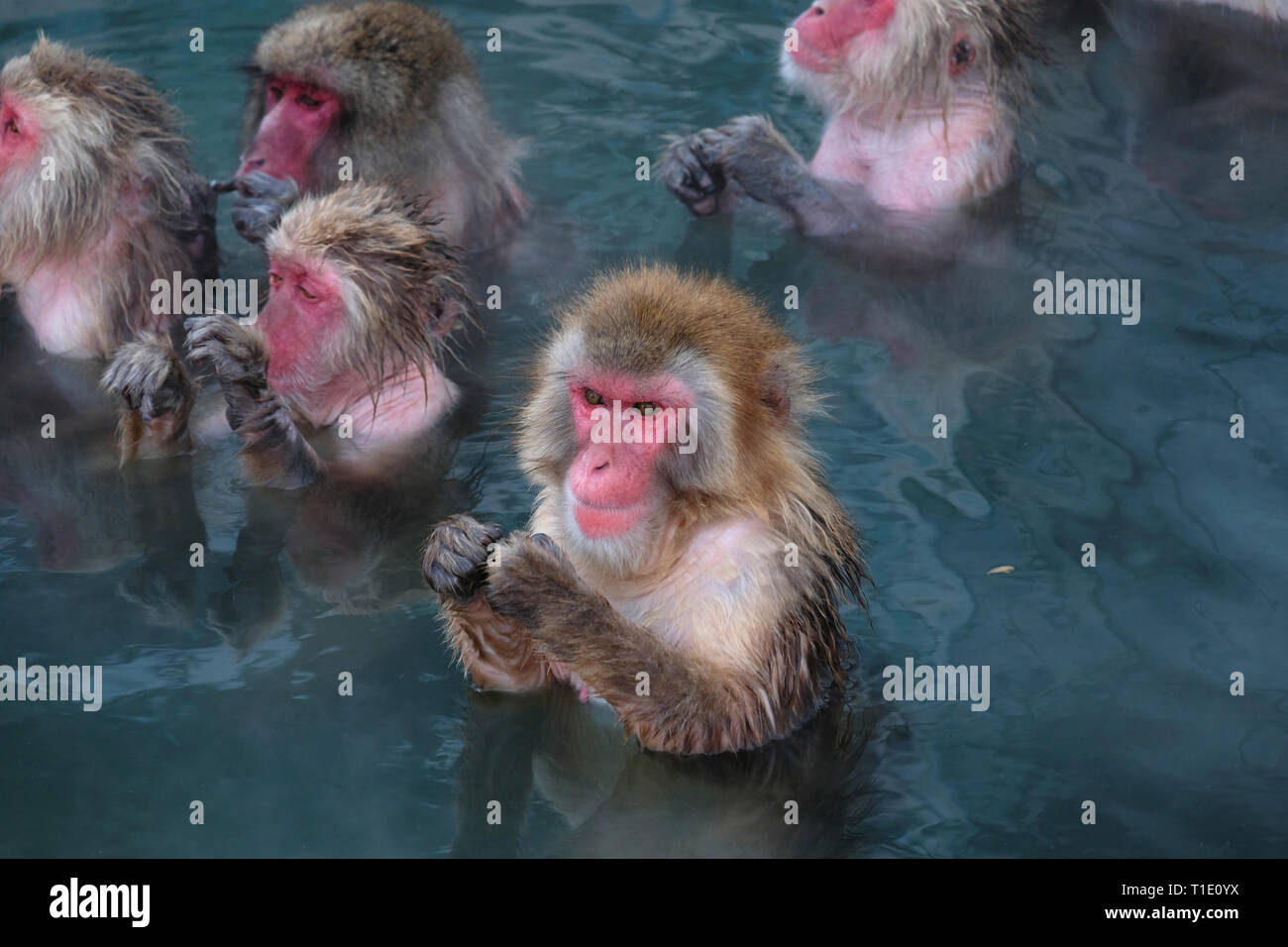 Monkey Onsen in Hakodate, Hokkaido, Japan Stock Photo - Alamy