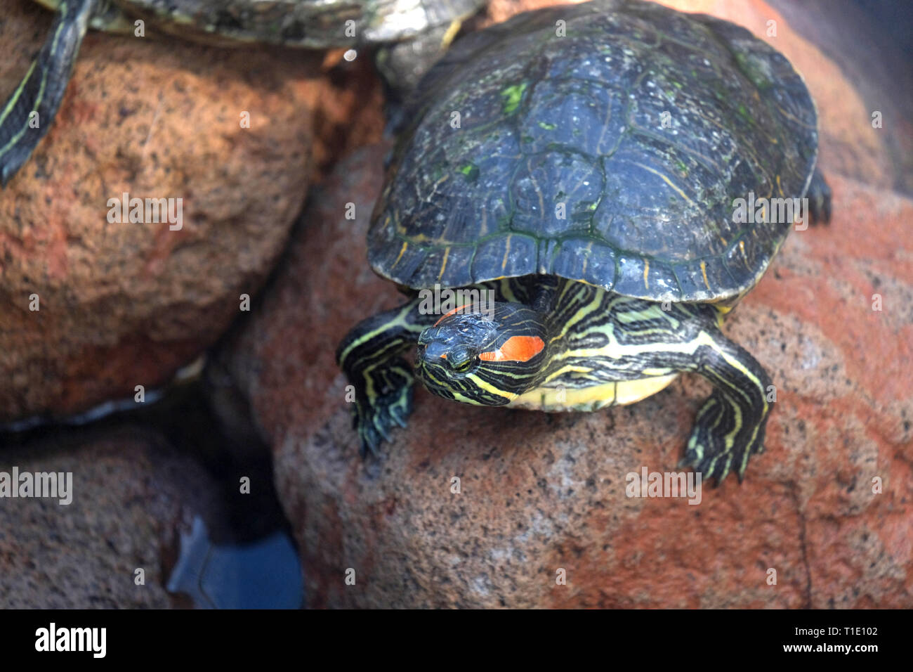 close up of a Red ear Turtle in Japan Stock Photo - Alamy