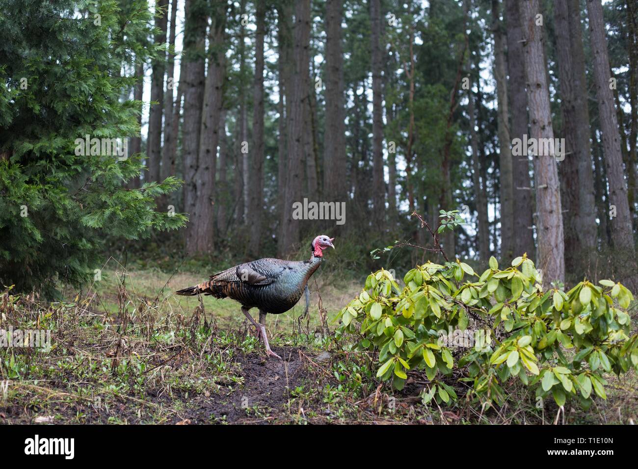 Suburban yard hi-res stock photography and images - Alamy