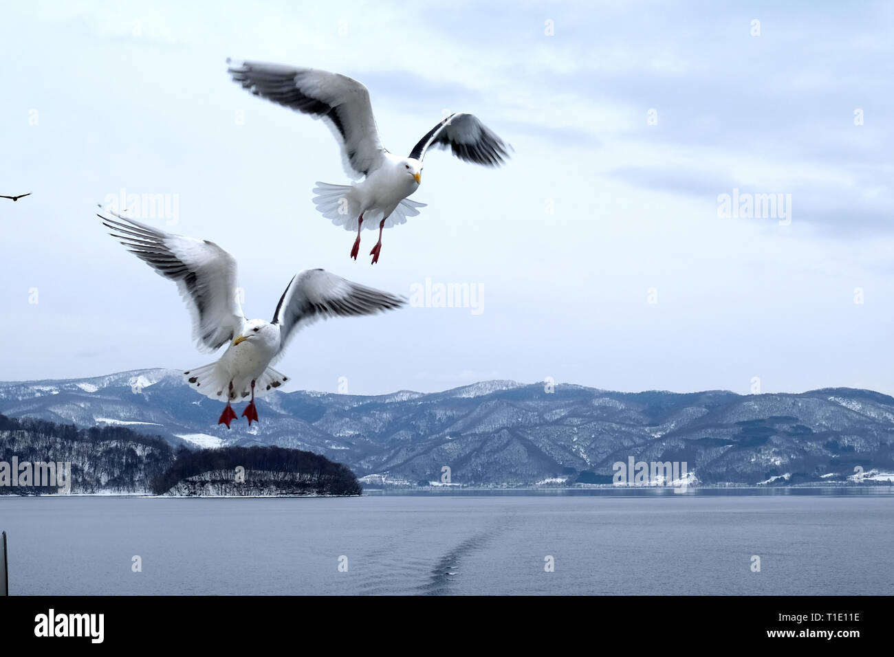 White background vs japan hi-res stock photography and images - Alamy