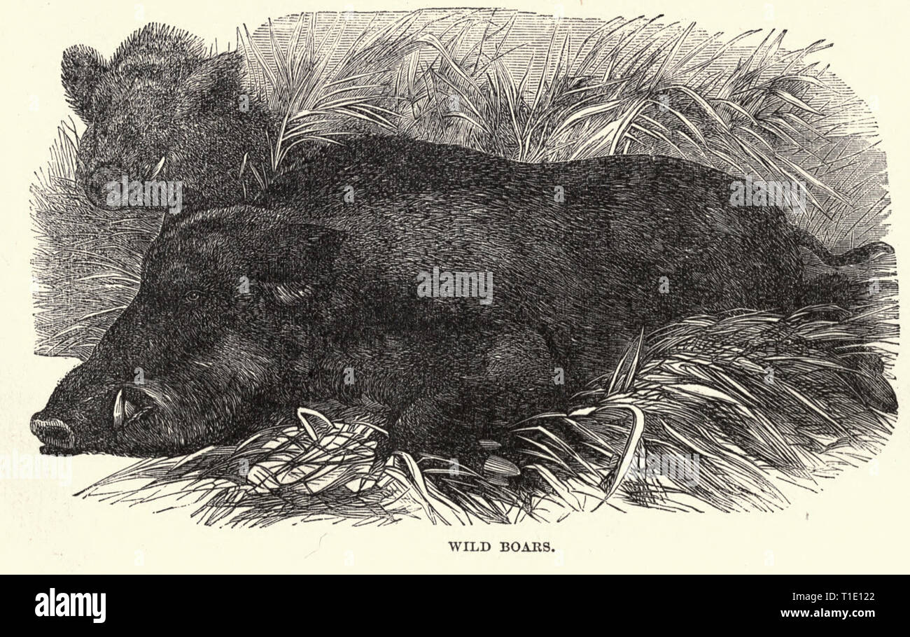 Wild boar illustration uk hi-res stock photography and images - Alamy