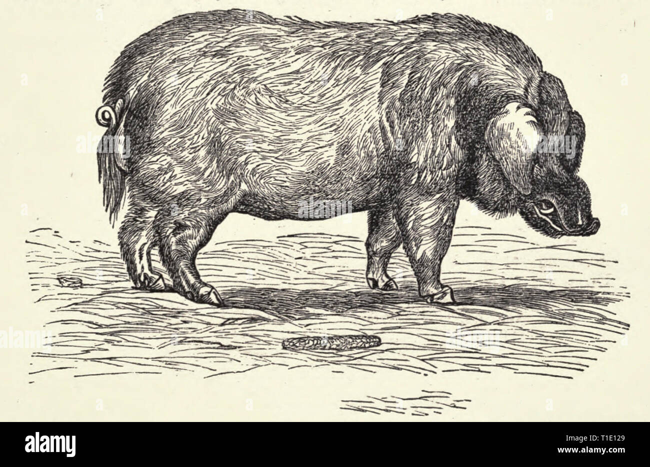 Berkshire Boar Napoleon