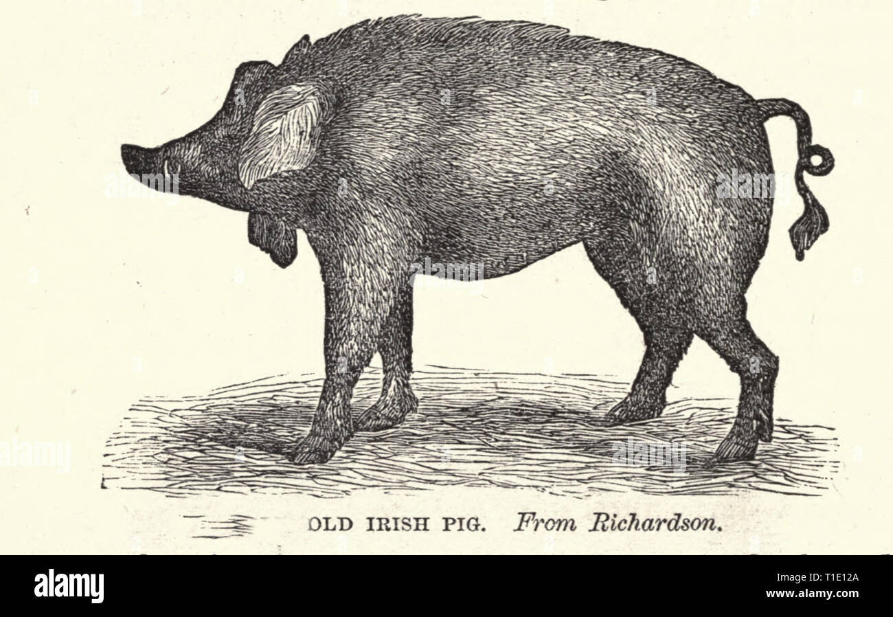 Irish pig hi-res stock photography and images - Alamy