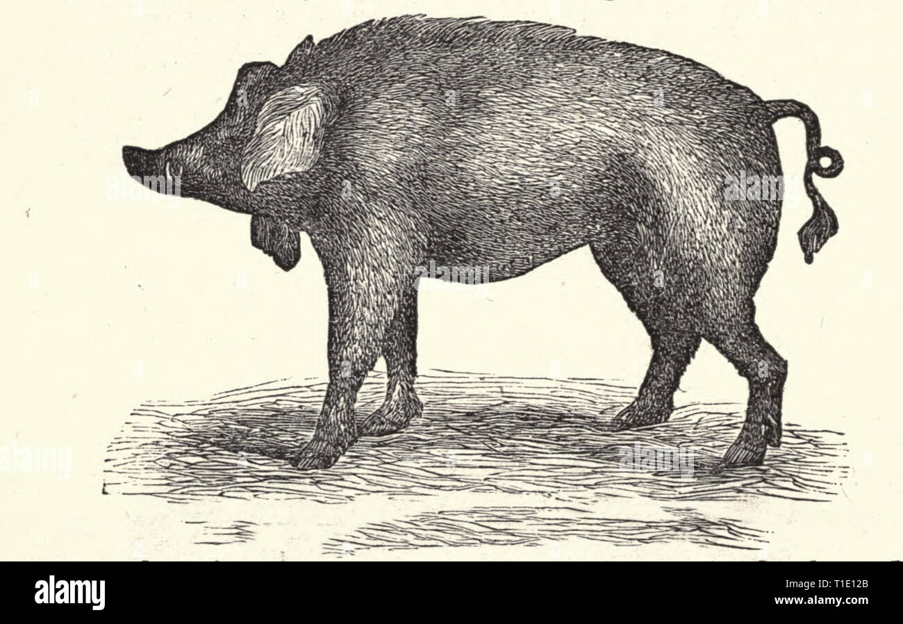 Old Irish Pig Stock Photo - Alamy
