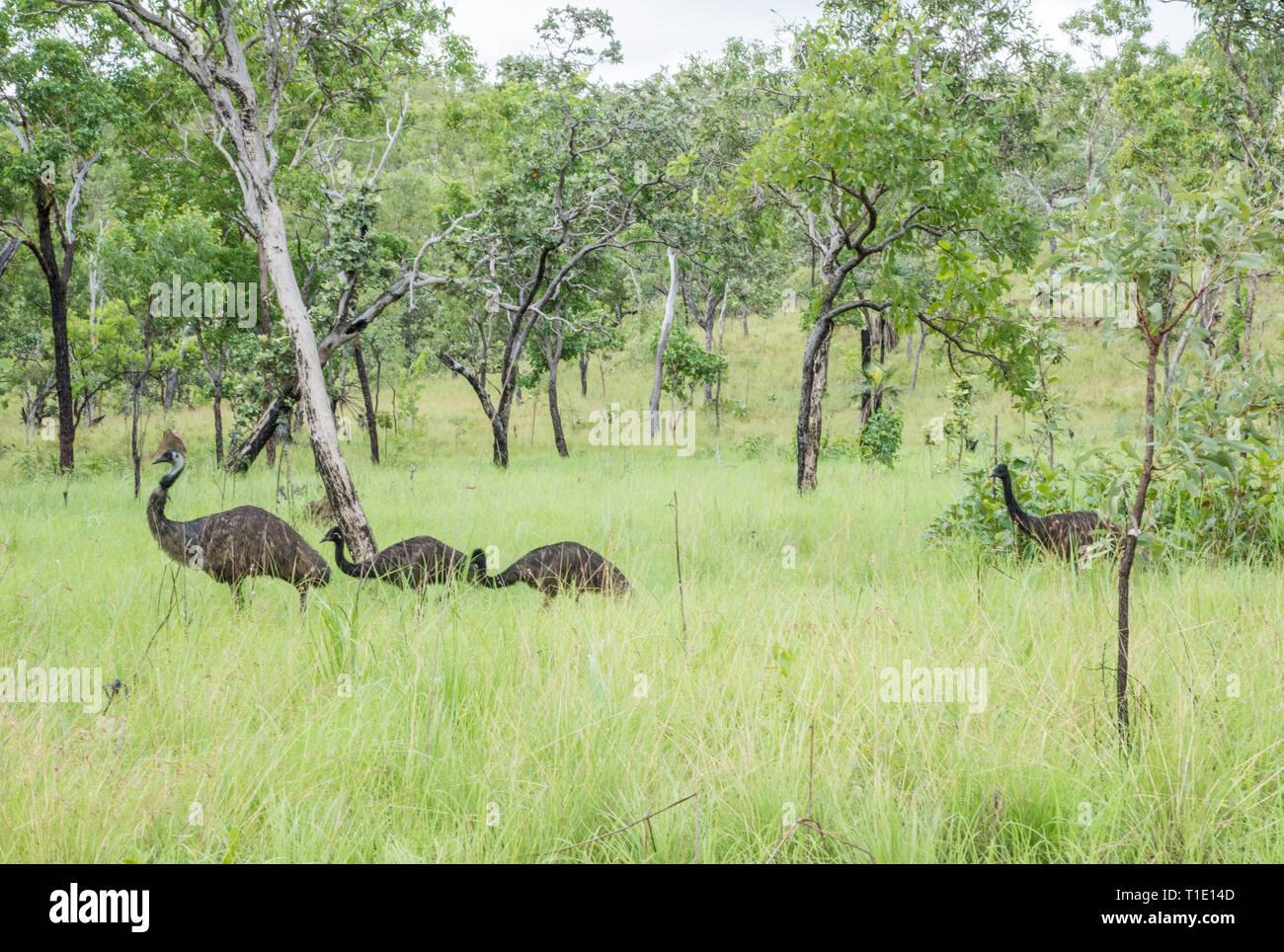 Australian Native Bushland Species High Resolution Stock Photography ...