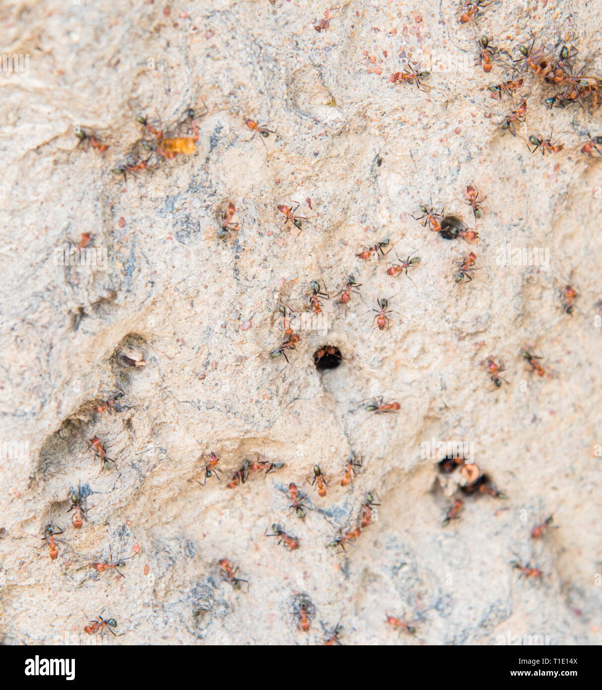 Australia green ant hi-res stock photography and images - Alamy